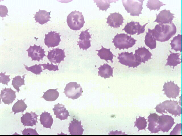 ΒΙΟΛΕΞΙΚΟ: ΜΕΤΑΦΡΑΣΗ - ΕΤΥΜΟΛΟΓΙΑ -ΕΡΜΗΝΕΙΑ ΒΙΟΙΑΤΡΙΚΩΝ ΟΡΩΝ ...